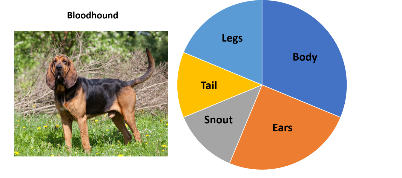Pie Graphs of Dogs – John Rich TV