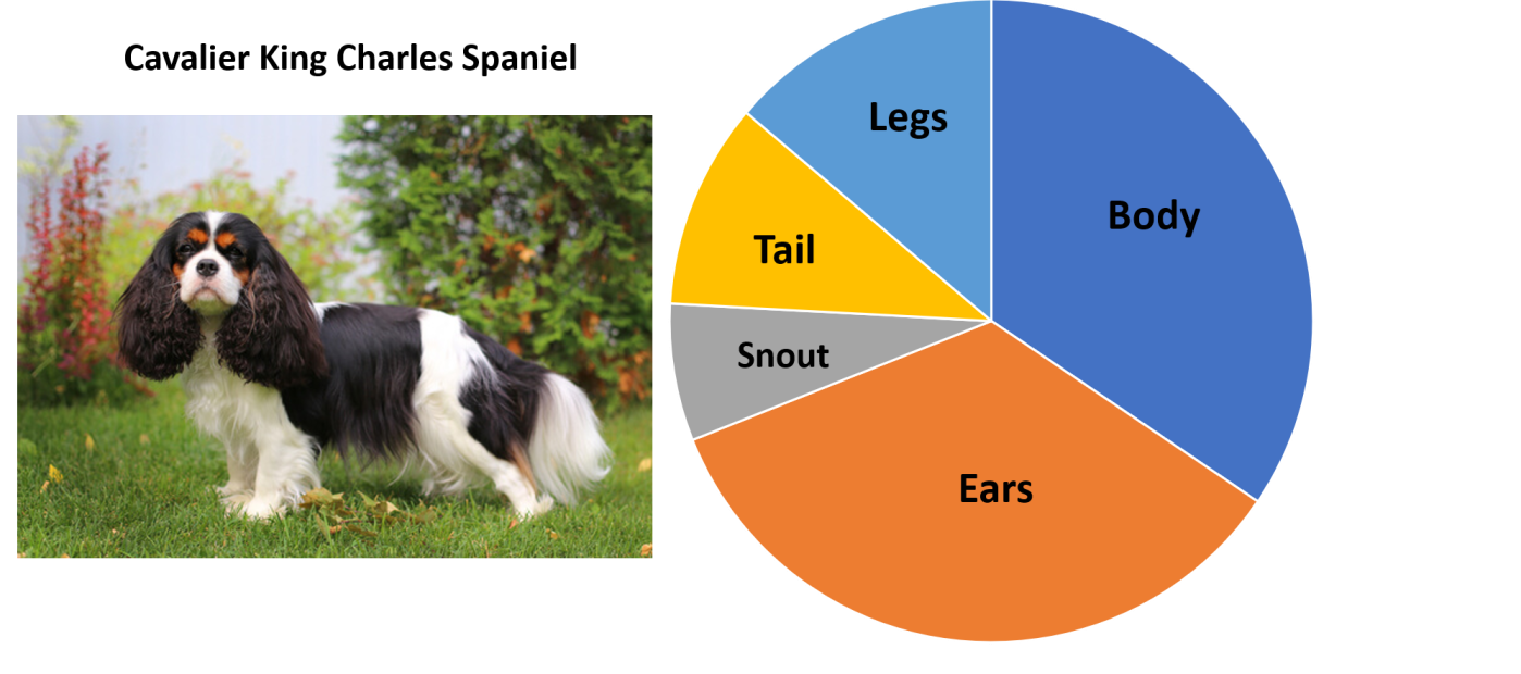 Pie Graphs of Dogs – John Rich TV